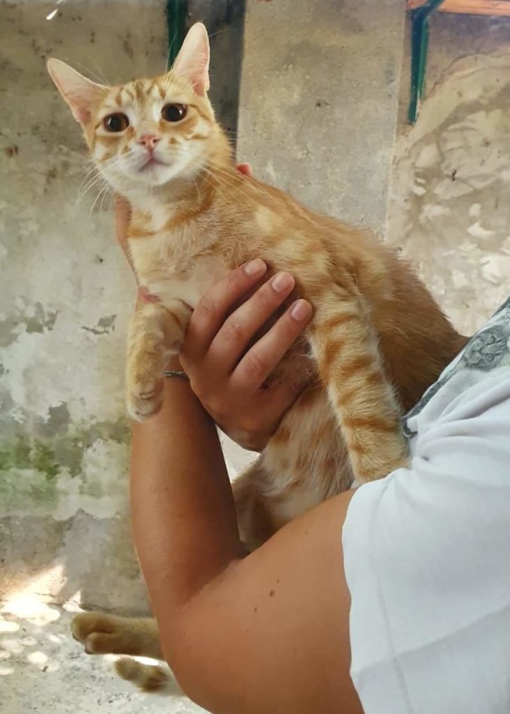 Gatti europei: adottati! – ENPA Sezione Torino