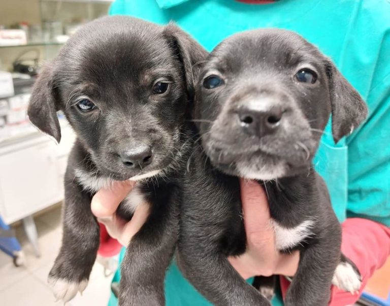 Cuccioli taglia medio-piccola: adottati! – ENPA Sezione Torino